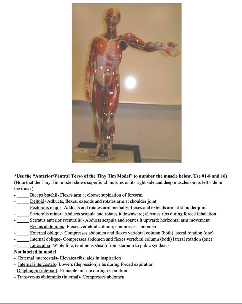 Solved 10 11 12 13 *Use the "Anterior/Ventral Torso of the | Chegg.com