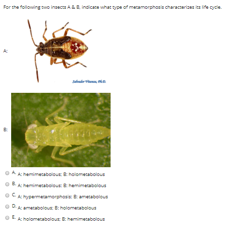 Solved For the following two insects A & B, indicate what | Chegg.com