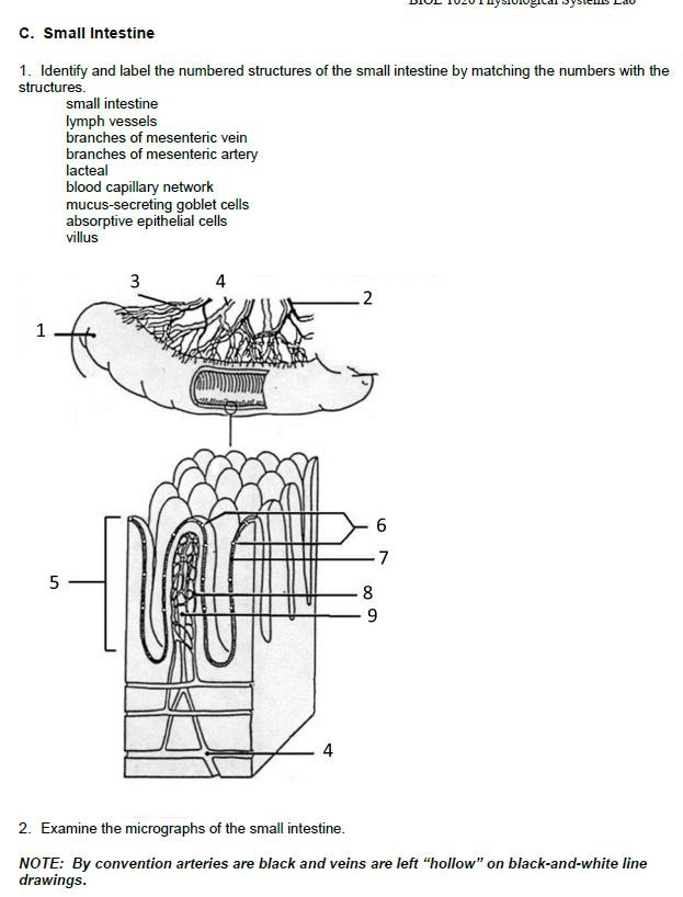 Solved DIUL IULUI HYSIUIU,Ilal systems LAU C. Small | Chegg.com