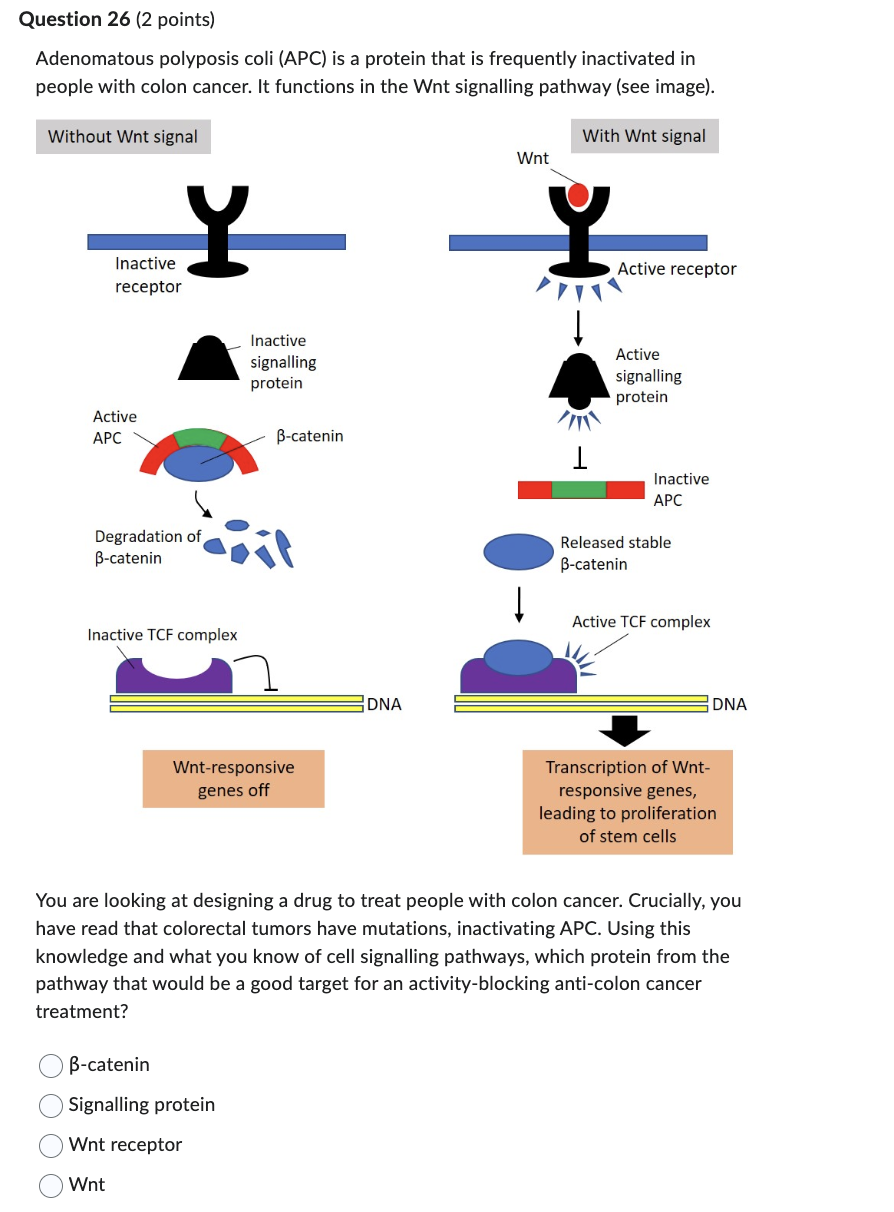 Solved Question 26 ( 2 points) Adenomatous polyposis coli | Chegg.com