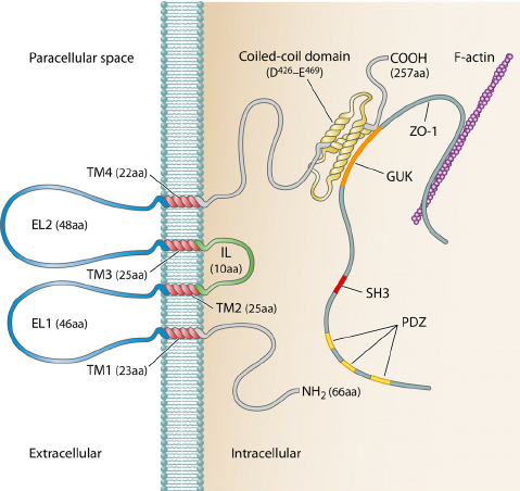 Solved how many transmembrane domains does occludin have in | Chegg.com