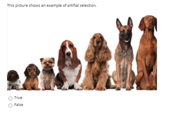 Solved This picture shows an example of artifial selection. | Chegg.com