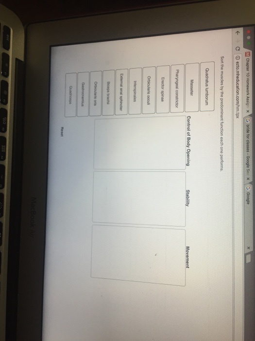 Solved Sort the muscles by the predominant function each one | Chegg.com