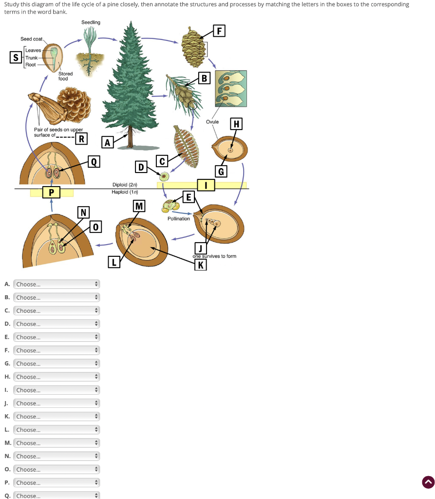 Study this diagram of the life cycle of a pine | Chegg.com