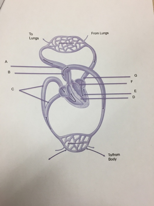 Solved Refer to the diagram of the circulatory system. Match | Chegg.com