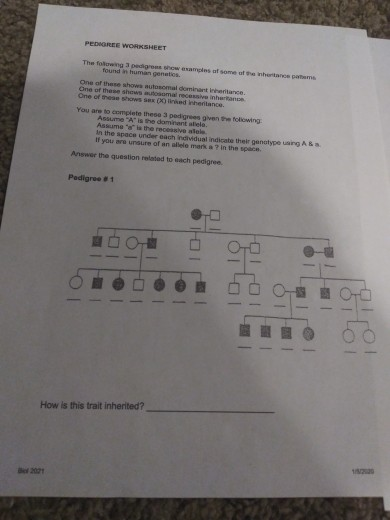 Solved PEDIGREE WORKSHEET The following 3 pedigrees show | Chegg.com