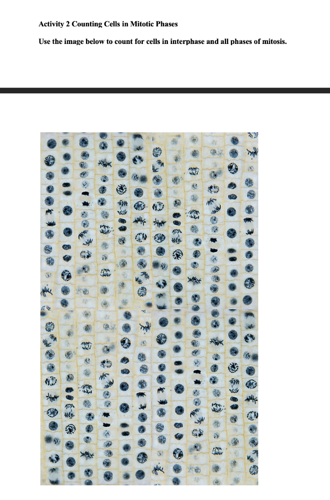 Solved Use the image below to count for cells in interphase | Chegg.com