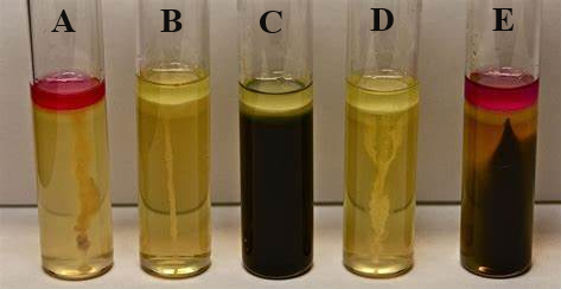 Solved Interpret the result of the above SIM media A-E, | Chegg.com