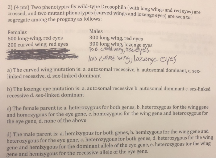 Solved 2) (4 pts) Two phenotypically wild-type Drosophila | Chegg.com