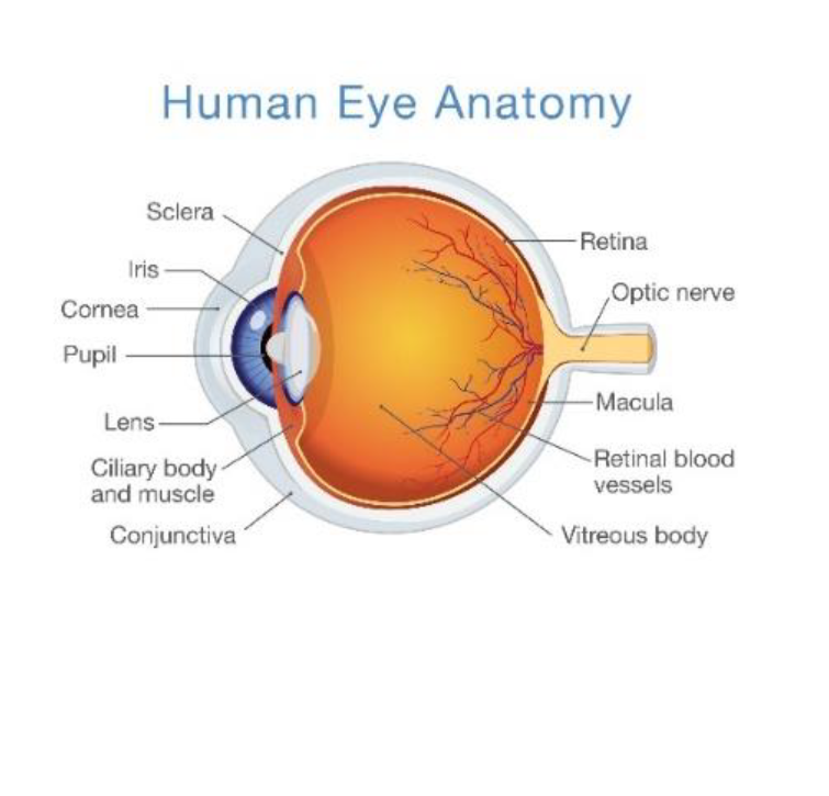 Solved Class: College Physics 2 ======= Ignore "CC" Please | Chegg.com