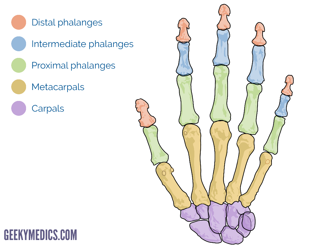 Solved Help me locate these follow structures on the hand 1- | Chegg.com