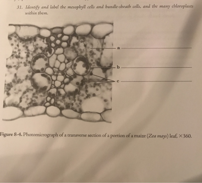 Bundle Sheath Cells