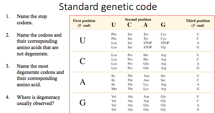 Solved Standard genetic code Second position U C A G Third | Chegg.com