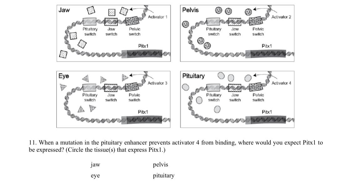 Solved 1. When a mutation in the pituitary enhancer prevents | Chegg.com