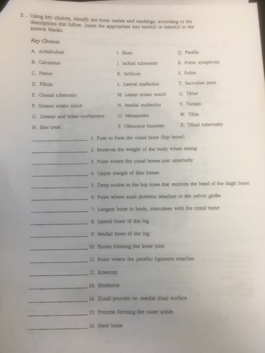Solved 2 Using key choices, identify the bone names and | Chegg.com
