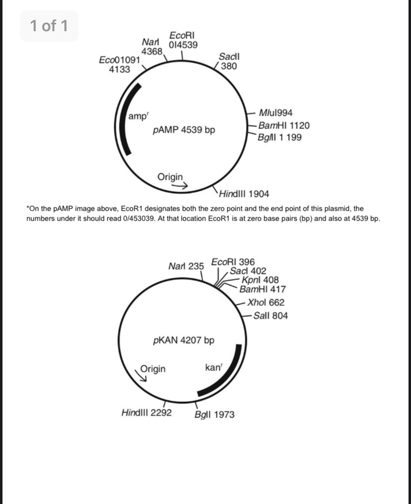 Solved Both of these plasmids (pAMP[4539 bp] & pKAN[4207 | Chegg.com