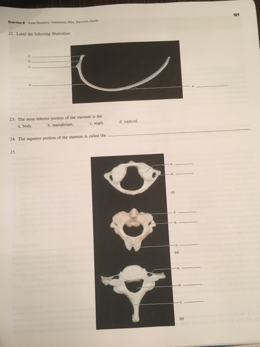 Solved Exercise 8 Review Name Lab time/section Date: Axial | Chegg.com