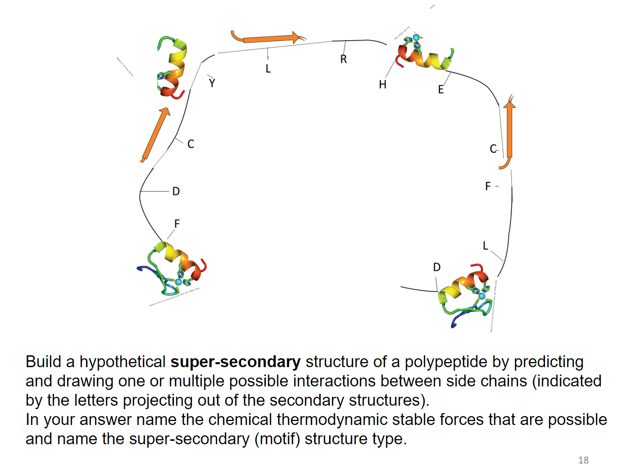 Solved Build a hypothetical super-secondary structure of a | Chegg.com