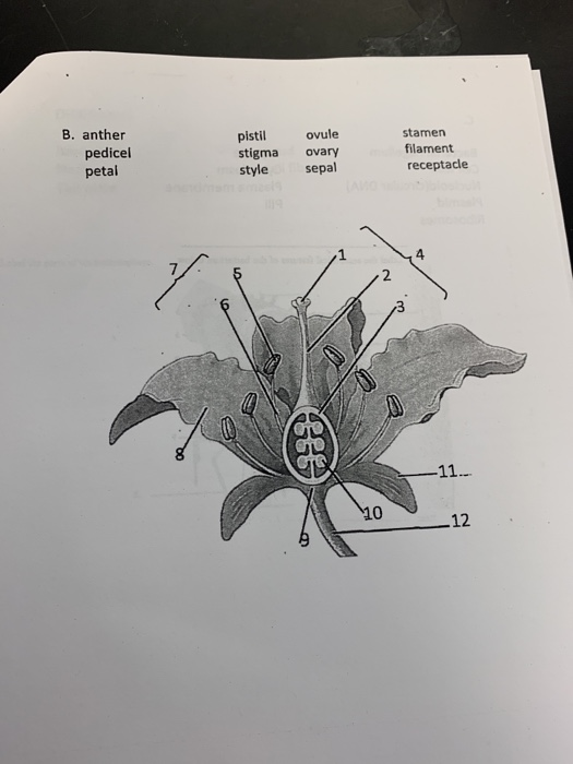 Solved B. anther pistil stigma ovary style sepal stamen | Chegg.com