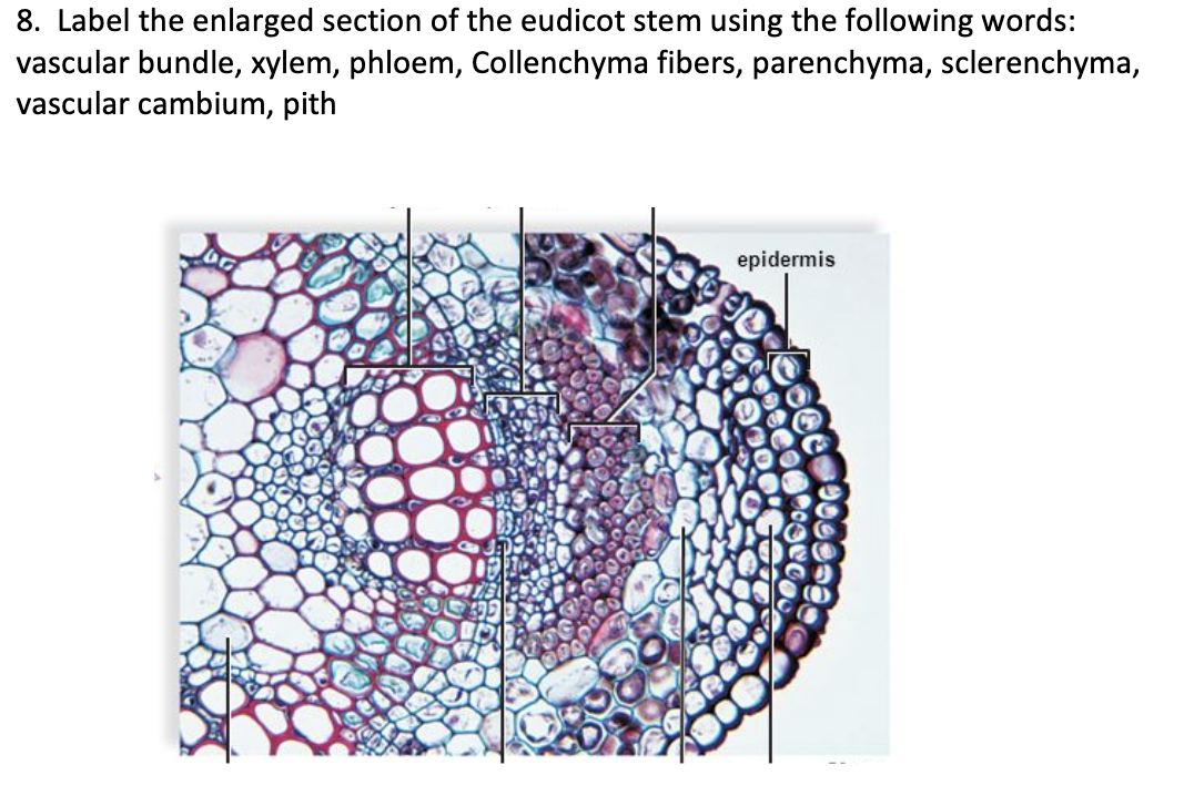 Solved 8. Label the enlarged section of the eudicot stem | Chegg.com