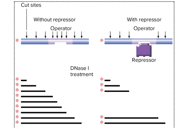 Solved 4. The footprinting experiment described in Fig. | Chegg.com
