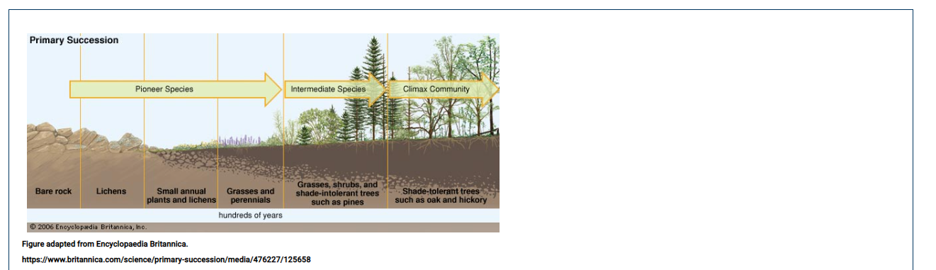 Solved Primary Succession Bare rock. Lichens Grasses and | Chegg.com