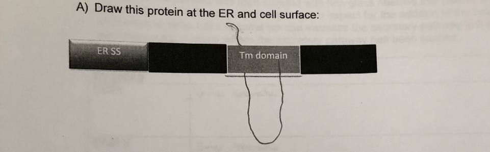A) Draw this protein at the ER and cell surface: | Chegg.com