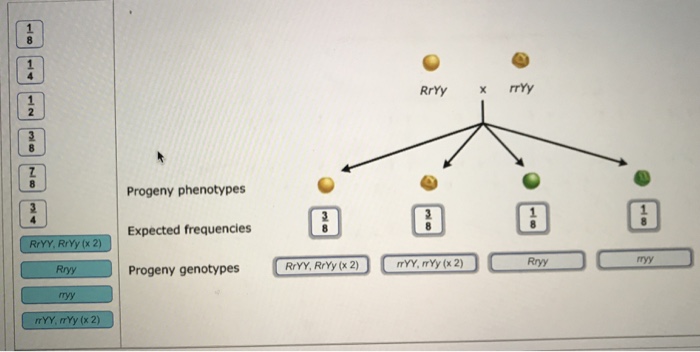 Solved Progeny phenotypes |Expected frequencies € € RrYY, | Chegg.com