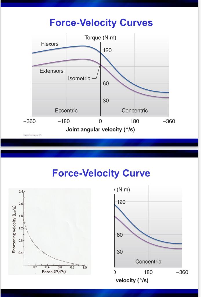Solved Force-Velocity Curves Torque (N.m) Flexors 120 | Chegg.com