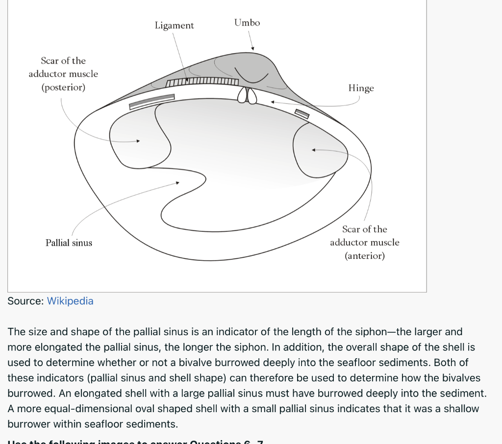 Solved Ligament Umbo Scar of the adductor muscle (posterior) | Chegg.com