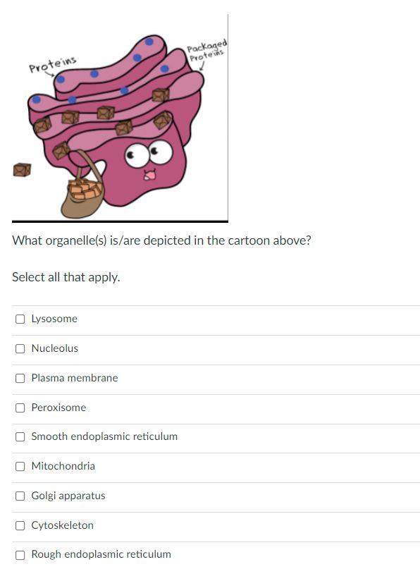 Endoplasmic Reticulum Cartoon