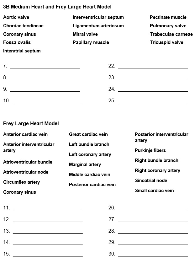 Solved 3B Medium Heart and Frey Large Heart Model Aortic | Chegg.com