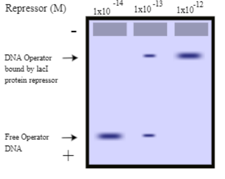 The operator is the segment of DNA the repressor | Chegg.com