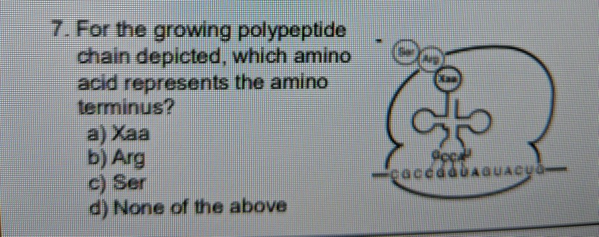 Solved 7 For the growing polypeptide chain depicted, which | Chegg.com