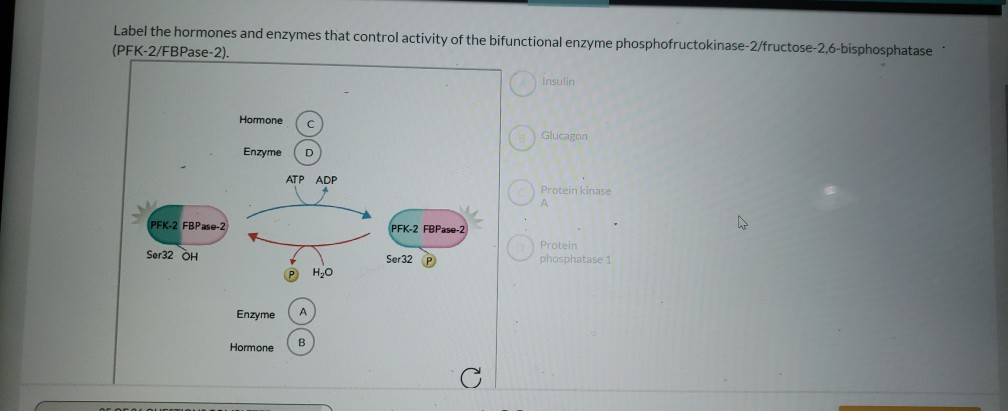 Solved Label the hormones and enzymes that control activity | Chegg.com