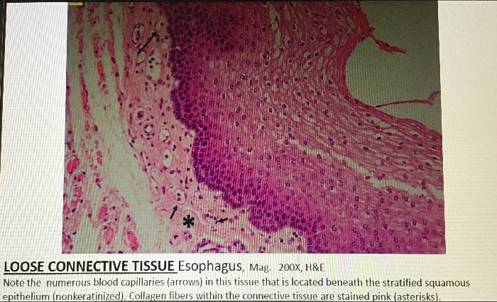 Loose Connective Tissue Histology
