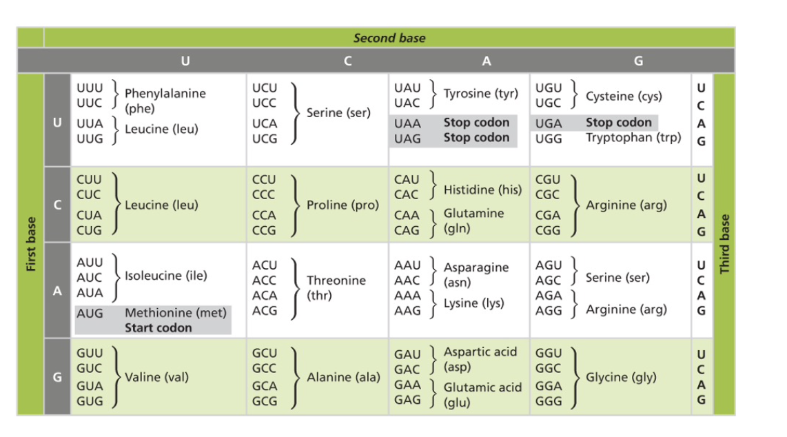 Solved Exercise: 1. Write the coding strand of DNA. 2. Write | Chegg.com