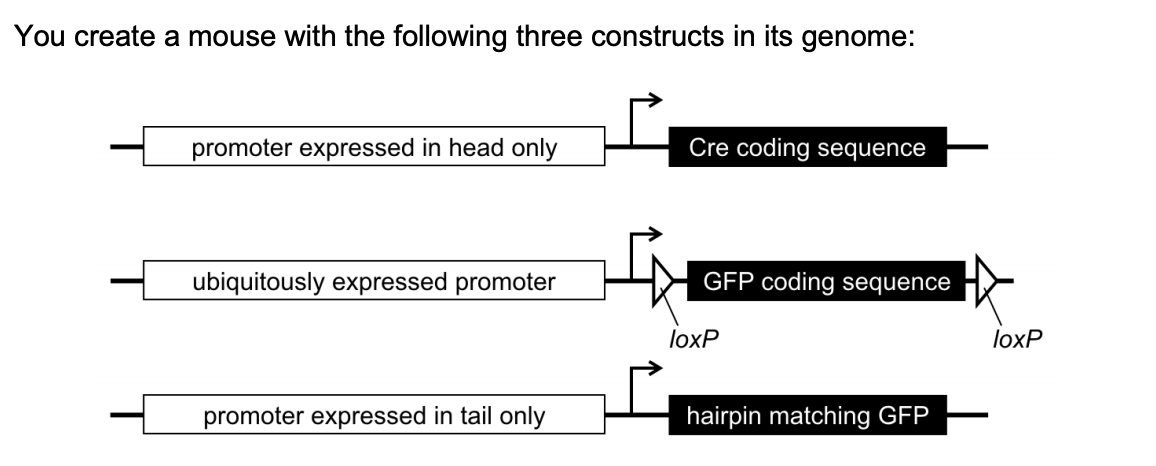 Solved Why is expression of GFP in this case going to be | Chegg.com