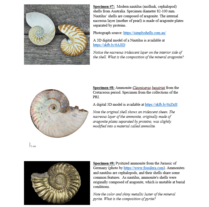 Specimen #1: Marine coprolite (reptile or fish) from | Chegg.com