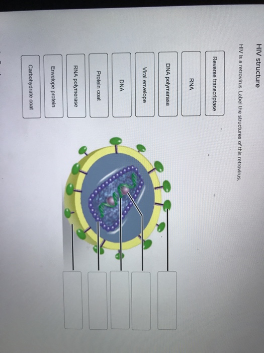 Solved HIV structure HIV is a retrovirus. Label the | Chegg.com