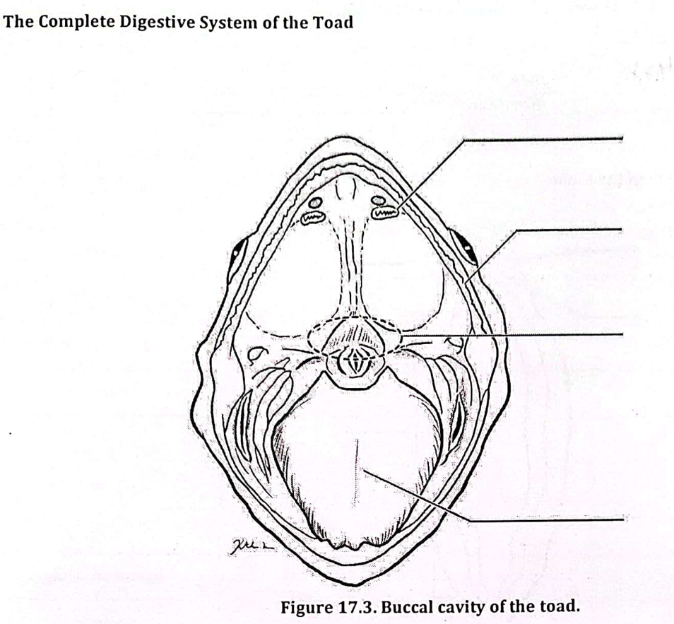 Solved Label the parts of the buccal cavity of the toad | Chegg.com