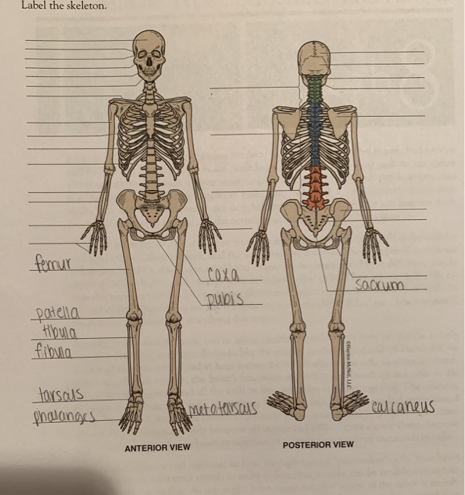 Posterior View Of Skeleton Labeled Meyasity Posterior View Of Skeleton Labeled Meyasity