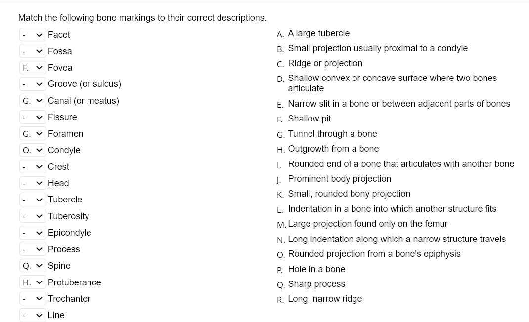 Solved Match the following bone markings to their correct | Chegg.com