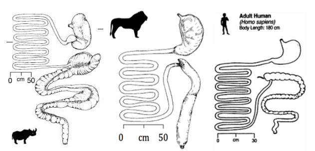 Solved Consider the typical digestive systems of a carnivore | Chegg.com