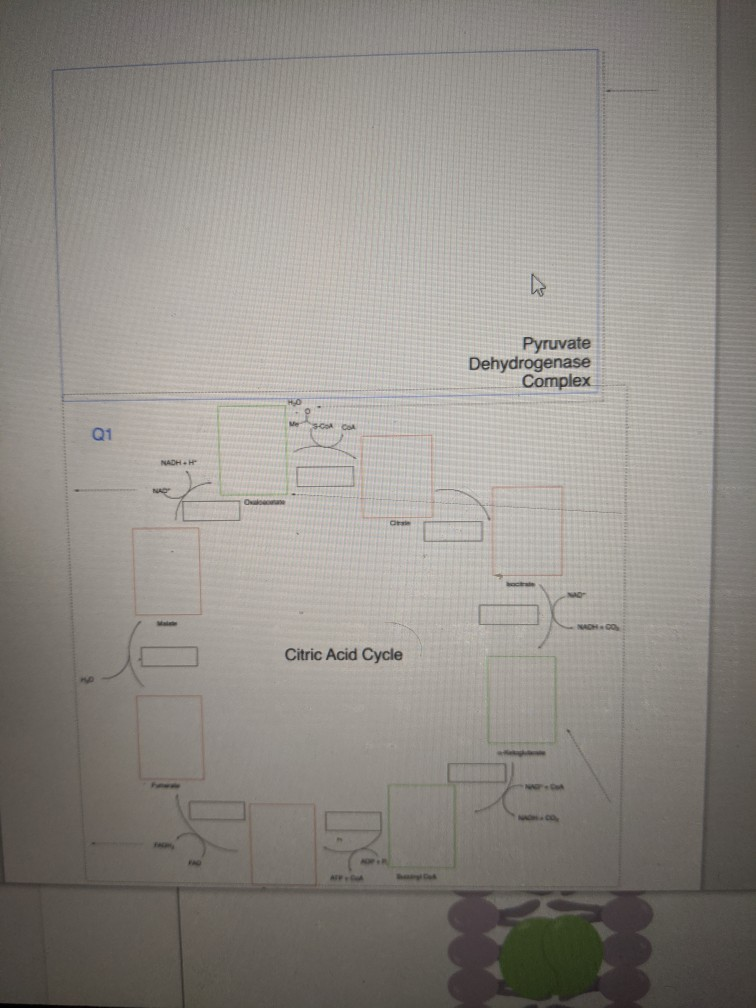 Solved Pyruvate Dehydrogenase Complex Citric Acid Cycle x | Chegg.com