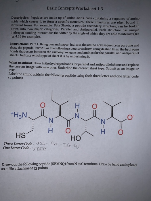 Solved Basic Concepts Worksheet 1.3 Description: Peptides | Chegg.com