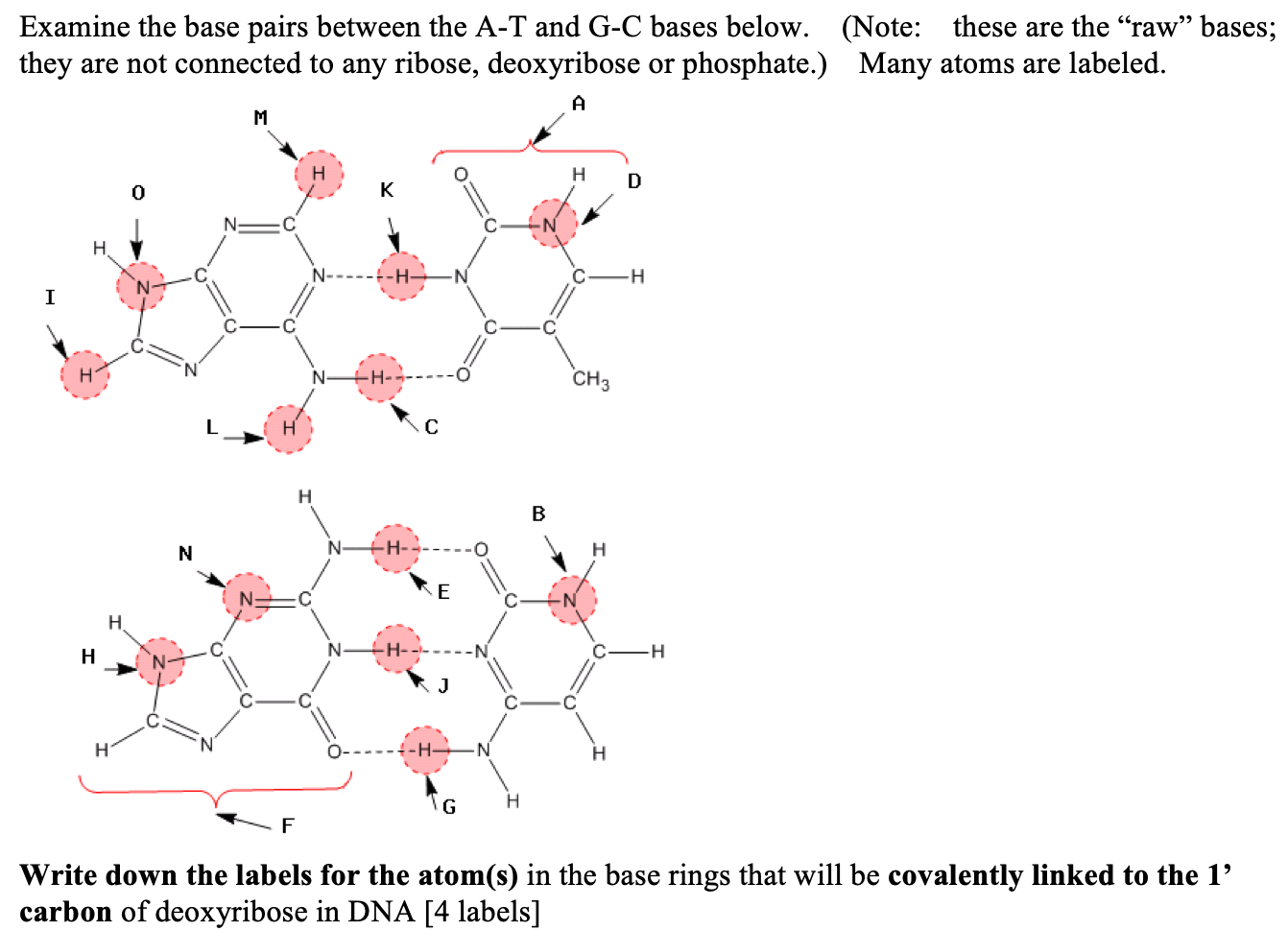 Solved Examine the base pairs between the A-T and G-C bases | Chegg.com