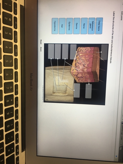 Solved Label the structure of the skin and subcutaneous | Chegg.com