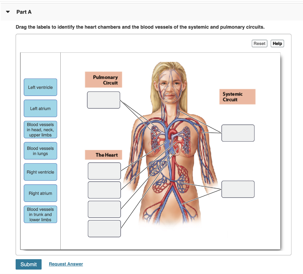 Solved Part A Drag the labels to identify the heart chambers | Chegg.com