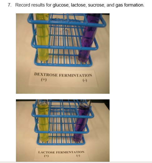Introduction: The metabolic processes of bacteria can | Chegg.com